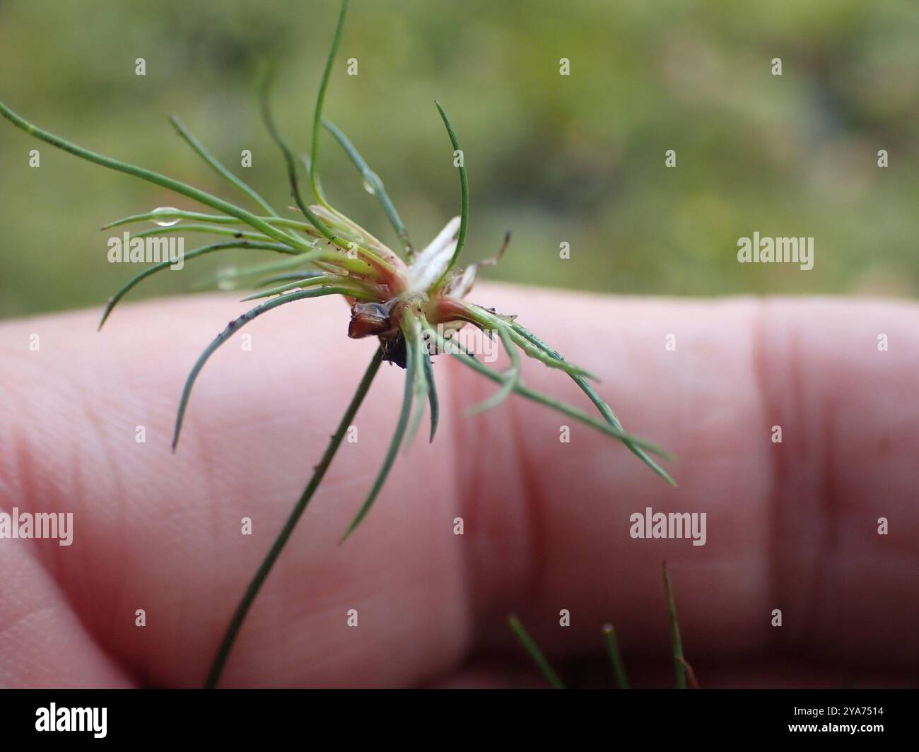 Bulbous Rush (Juncus bulbosus) Plantae Stock Photo - Alamy