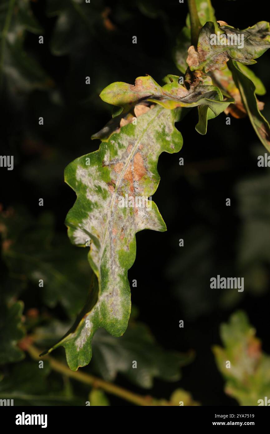 (Erysiphe alphitoides) Fungi Stock Photo - Alamy