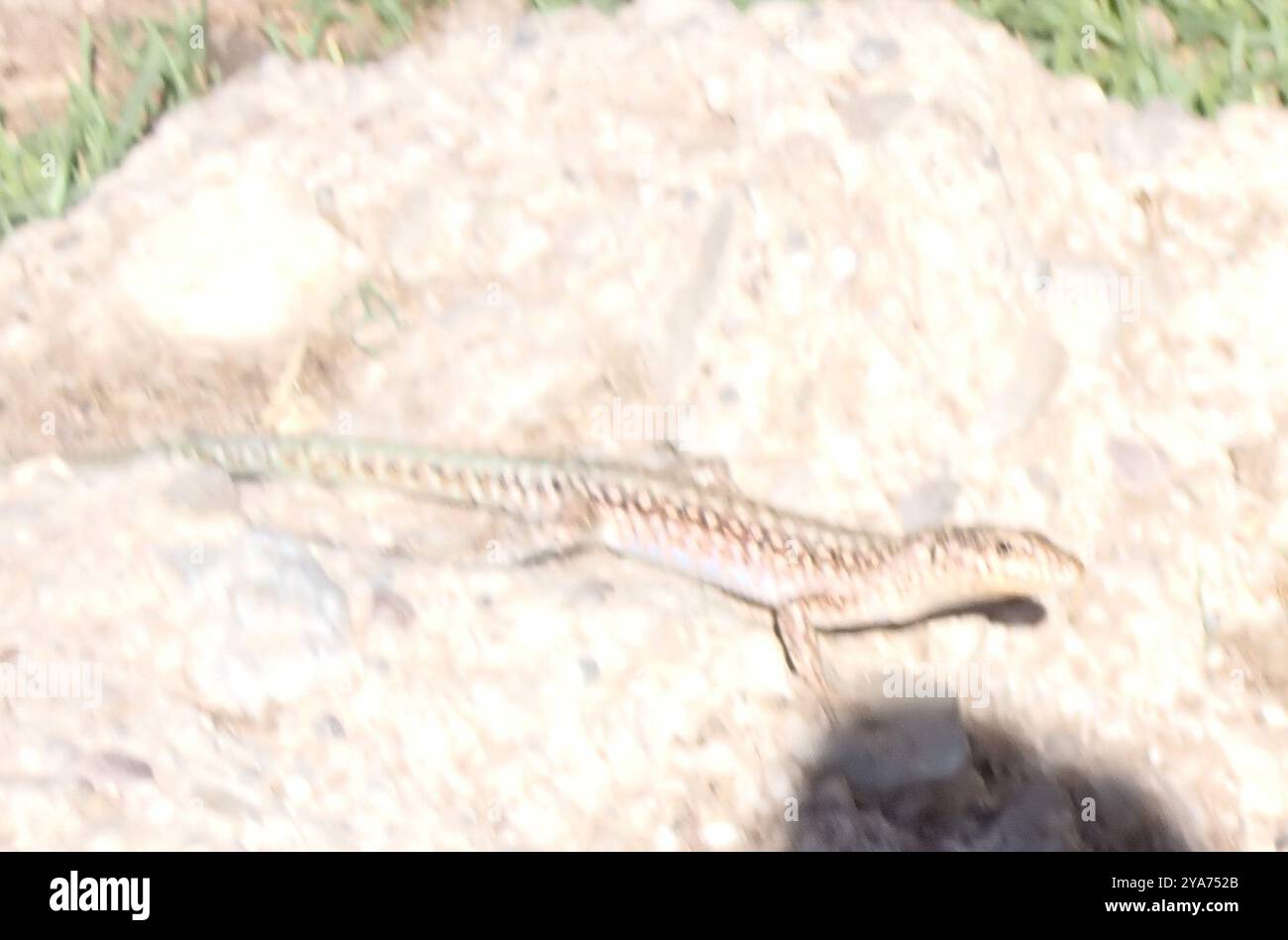 Pelasgian Rock Lizard (Anatololacerta pelasgiana) Reptilia Stock Photo ...