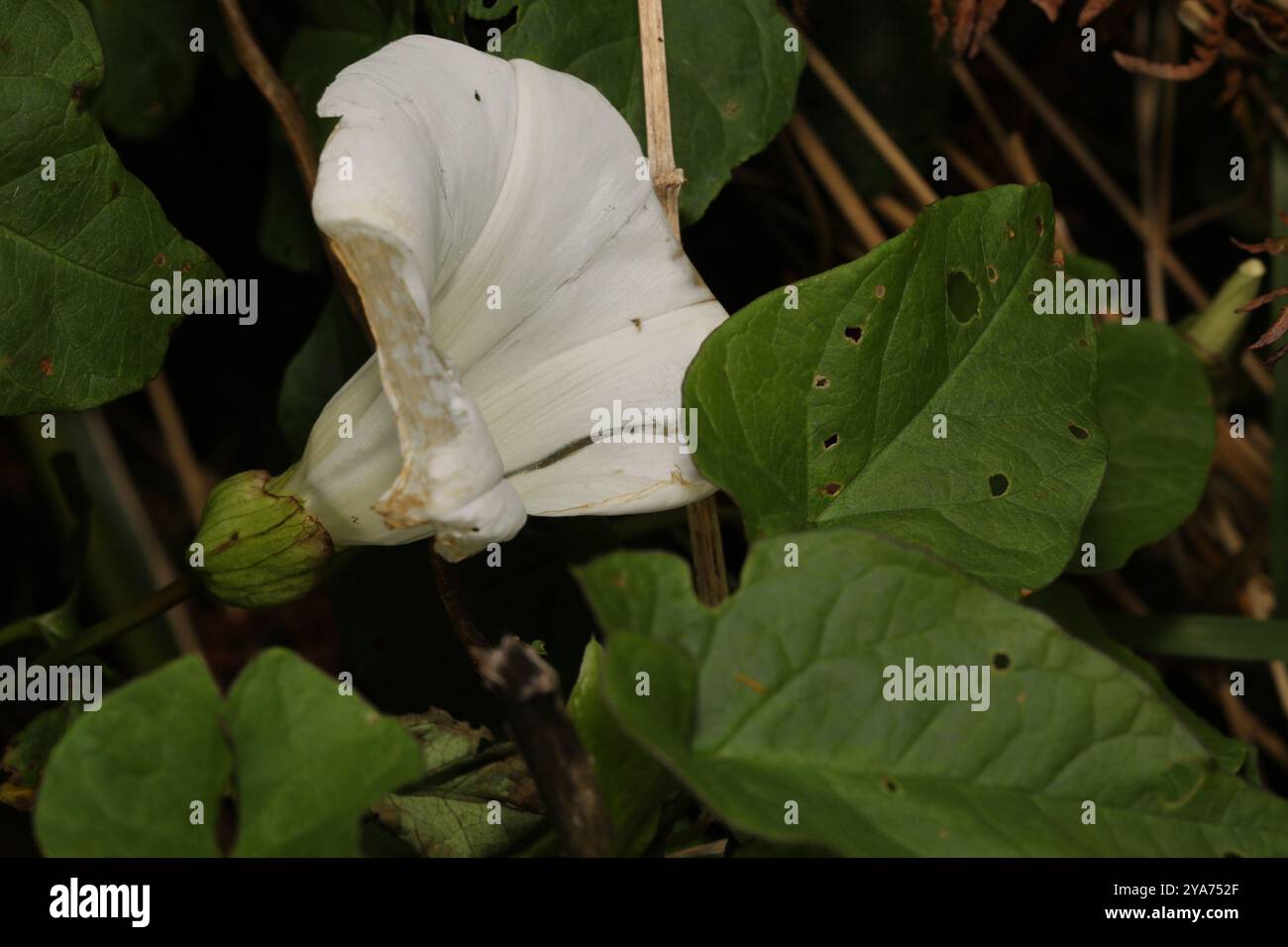 large bindweed (Calystegia silvatica) Plantae Stock Photo - Alamy