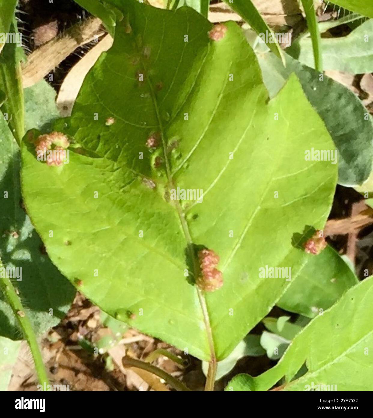 Poison Ivy Leaf Mite (Aculops rhois) Arachnida Stock Photo - Alamy