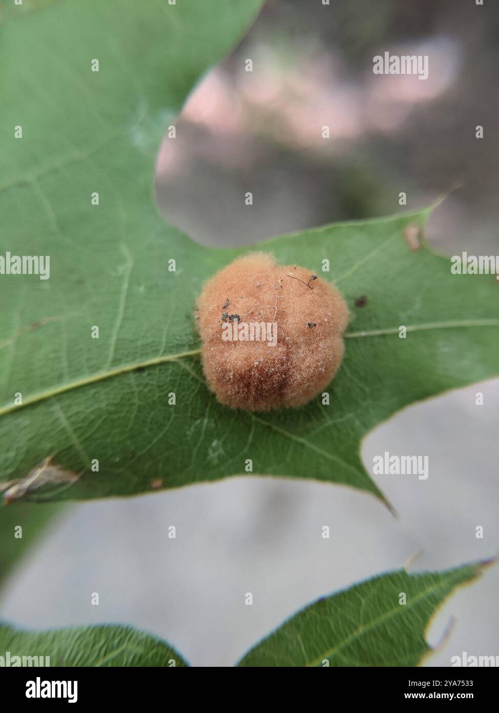 Woolly Oak Gall Wasp (Callirhytis lanata) Insecta Stock Photo - Alamy
