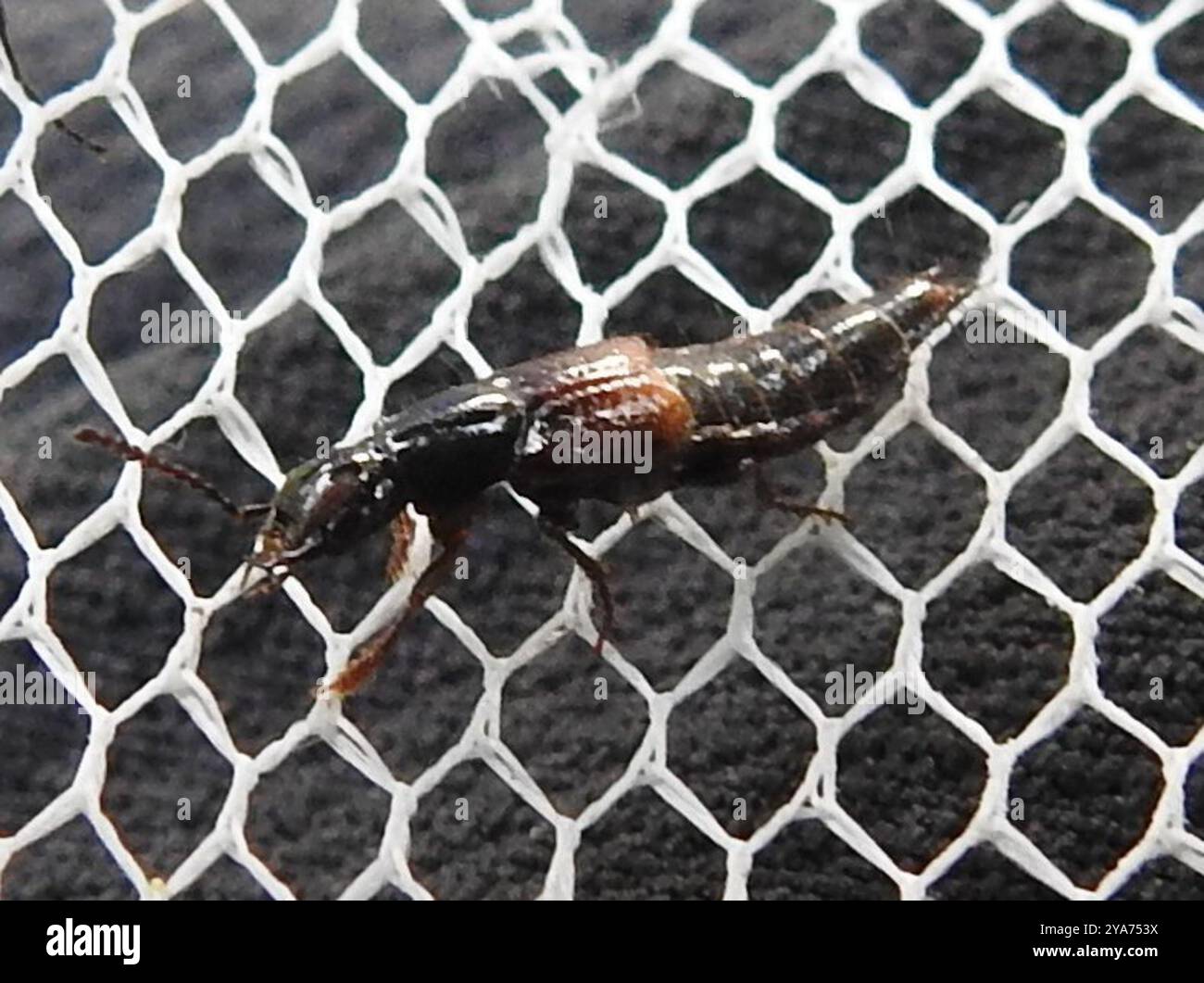 Quedius cinctus hi-res stock photography and images - Alamy