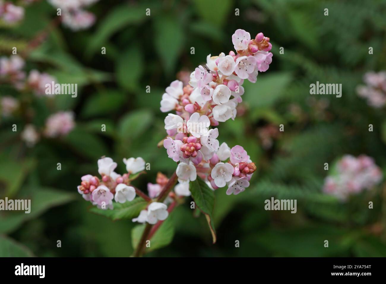 Lesser Knotweed (Koenigia campanulata) Plantae Stock Photo - Alamy