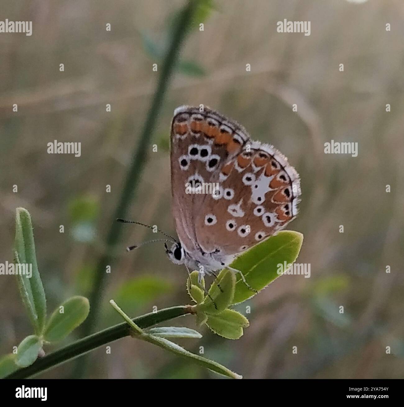 Southern Brown Argus (Aricia cramera) Insecta Stock Photo - Alamy