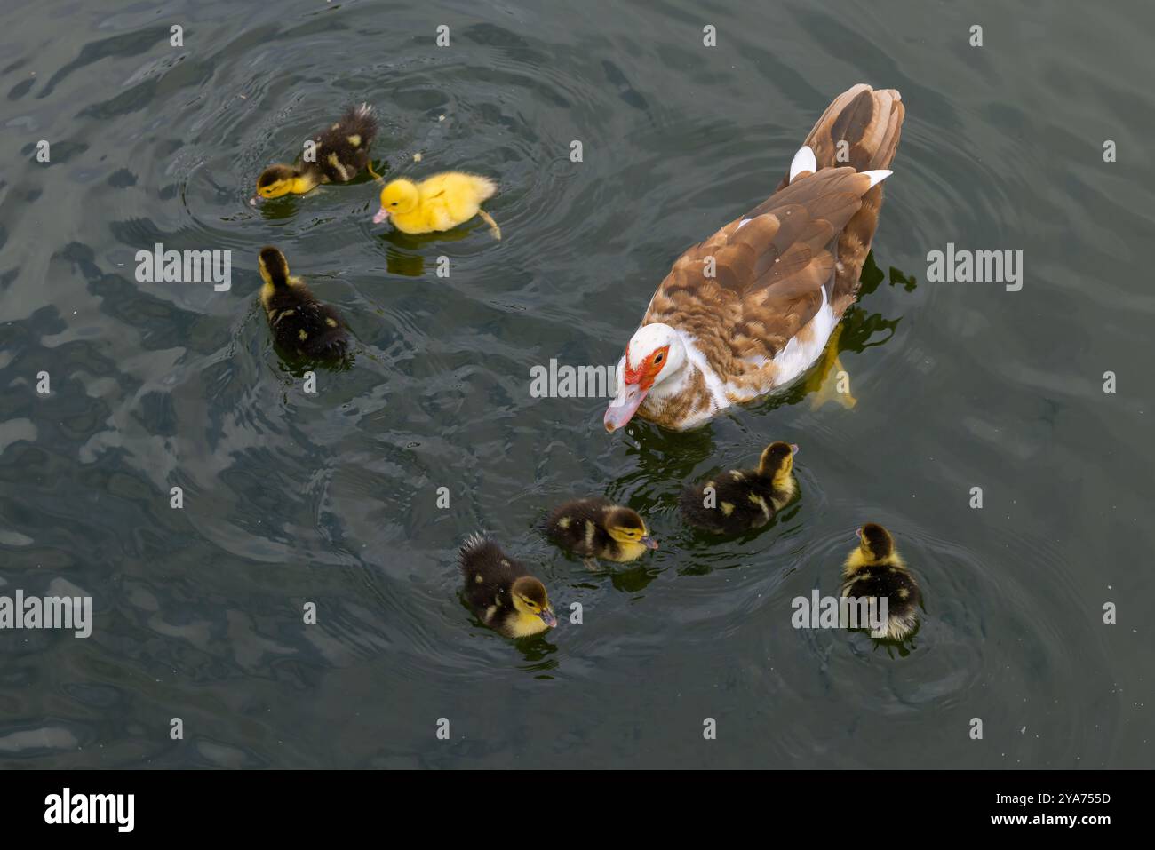 A mother duck with her ducklings swimming in a pond. The ducklings are following their mother ...