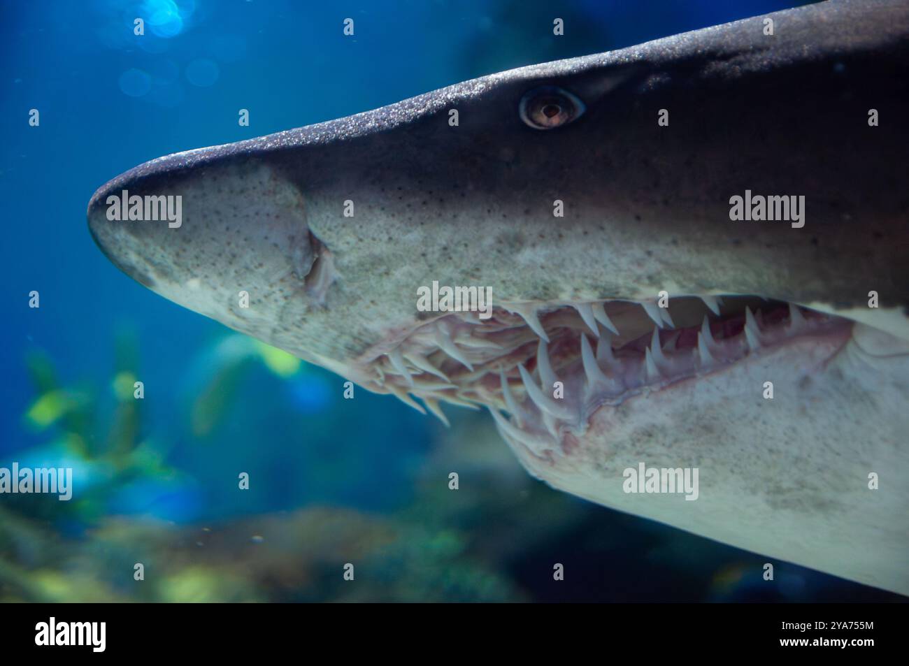 Sharp Teeth Shark