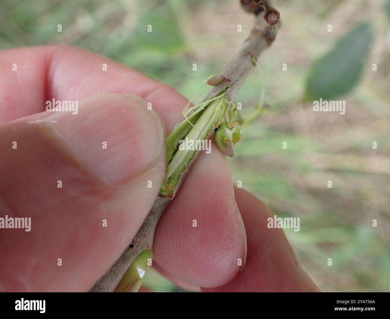 Rusty Willow (Salix atrocinerea) Plantae Stock Photo - Alamy