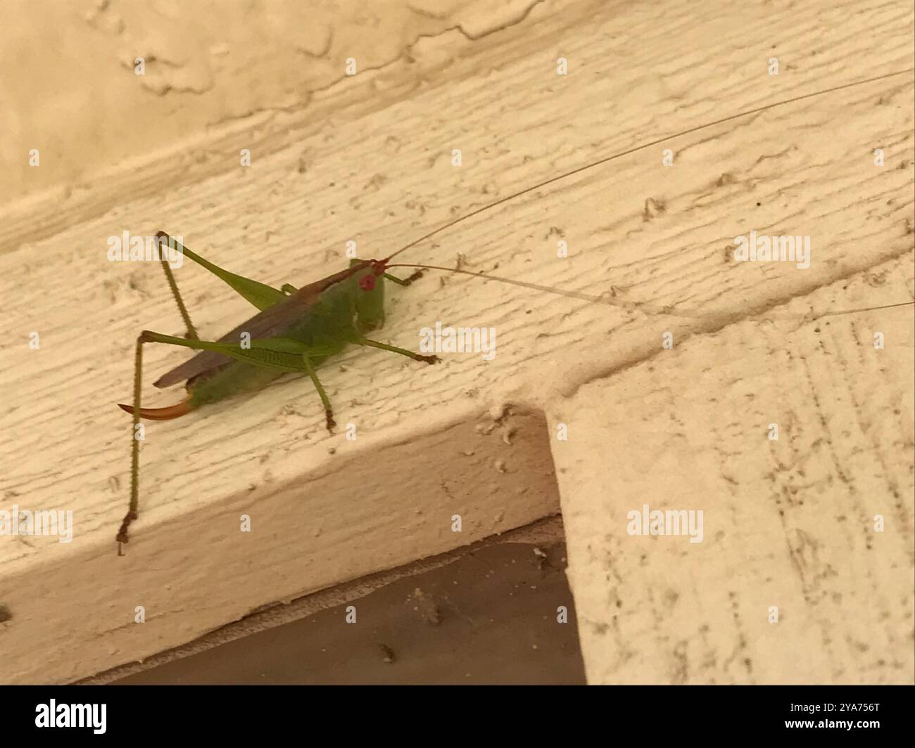 Common Meadow Katydids (Conocephalini) Insecta Stock Photo - Alamy