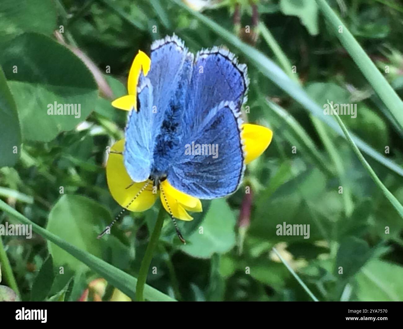 Adonis Blue (Polyommatus bellargus) Insecta Stock Photo - Alamy