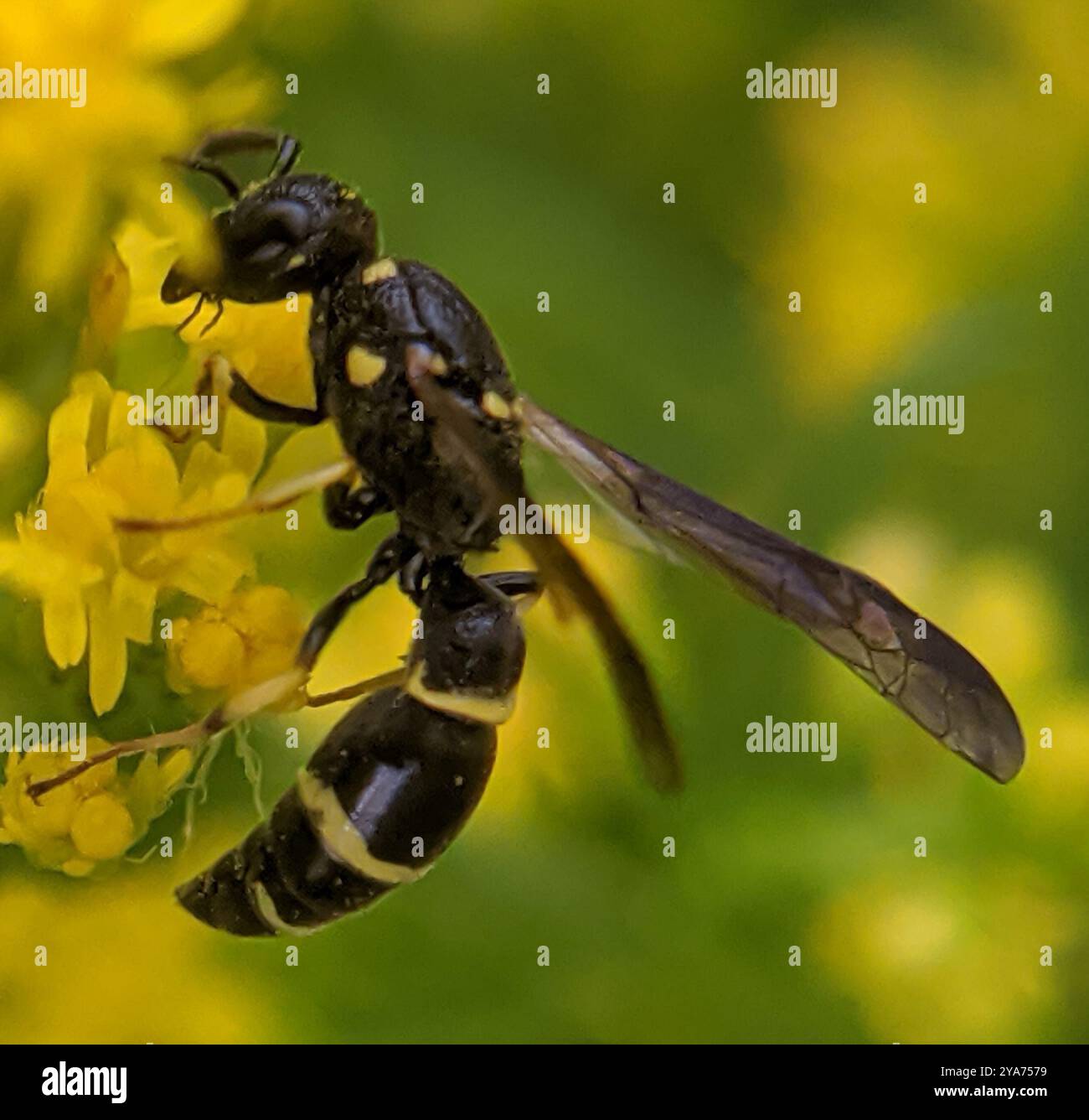 Canadian Potter Wasp (Symmorphus canadensis) Insecta Stock Photo - Alamy