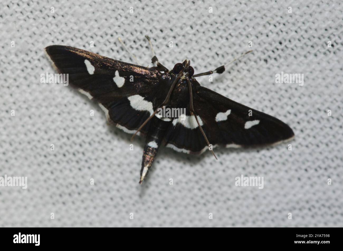 Grape Leafroller Moth (Desmia maculalis) Insecta Stock Photo - Alamy