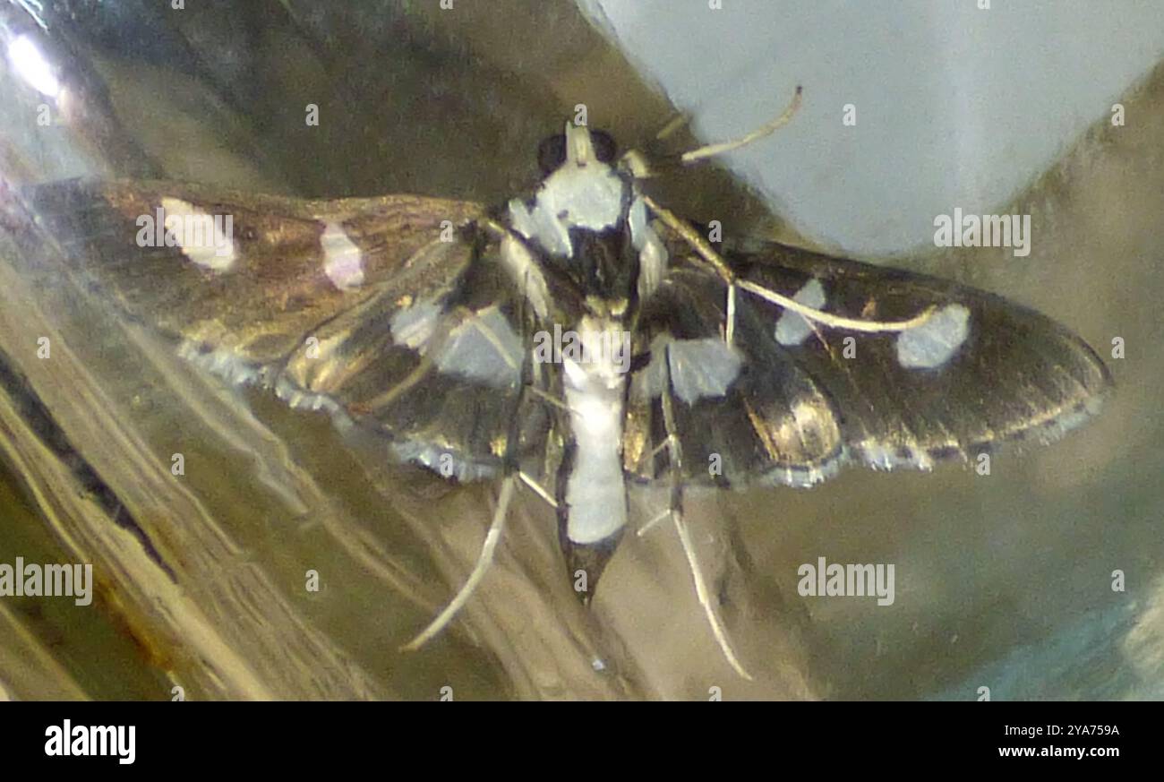 Grape Leaffolder Moth (Desmia funeralis) Insecta Stock Photo - Alamy