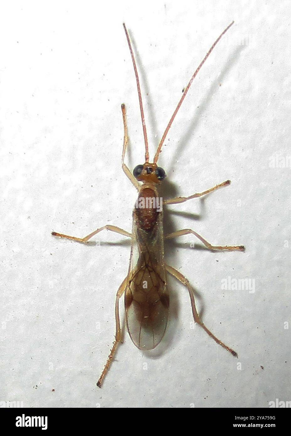 Ichneumonid and Braconid Wasps (Ichneumonoidea) Insecta Stock Photo - Alamy