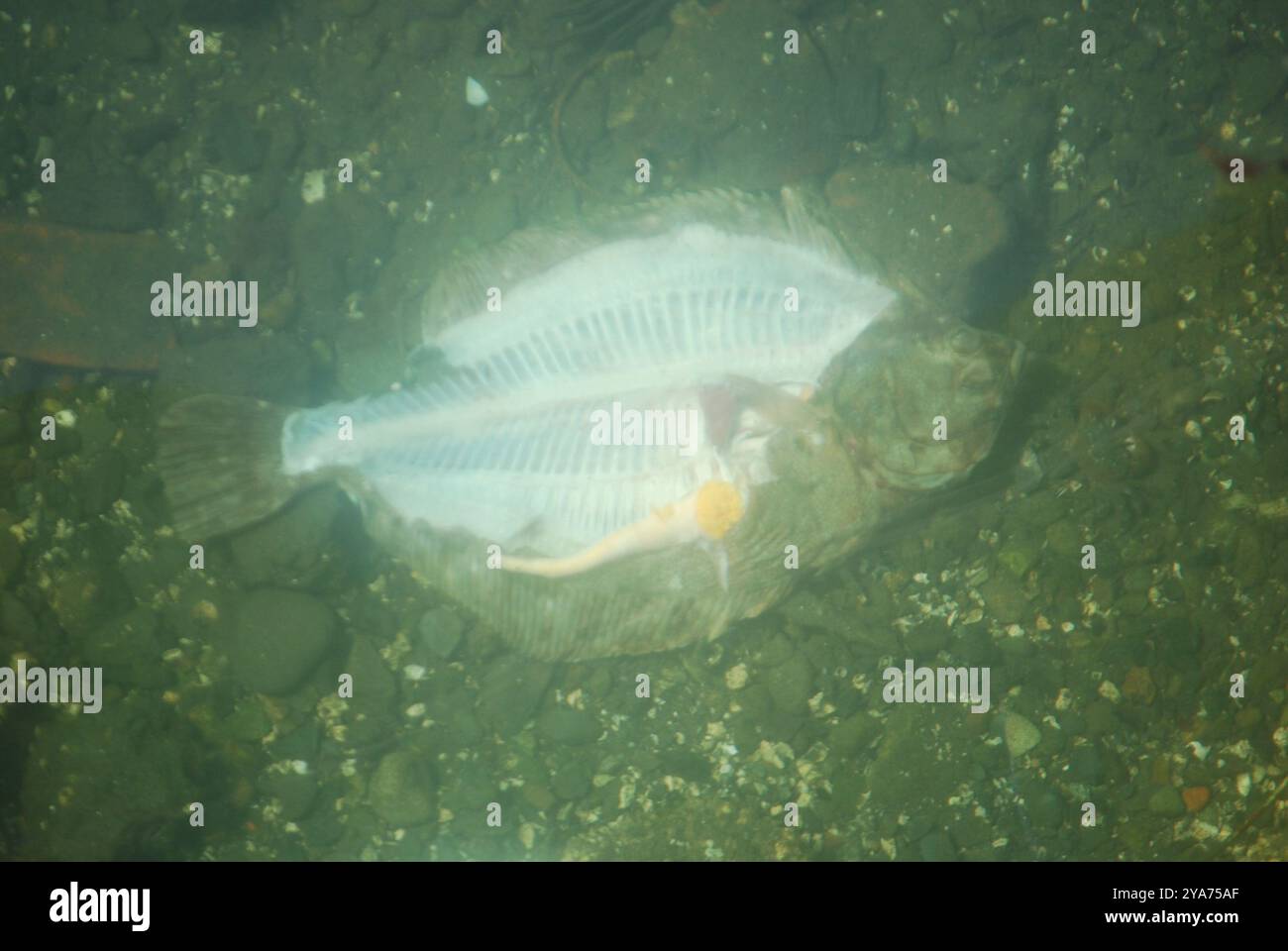 Righteye Flounders (Pleuronectidae) Actinopterygii Stock Photo - Alamy