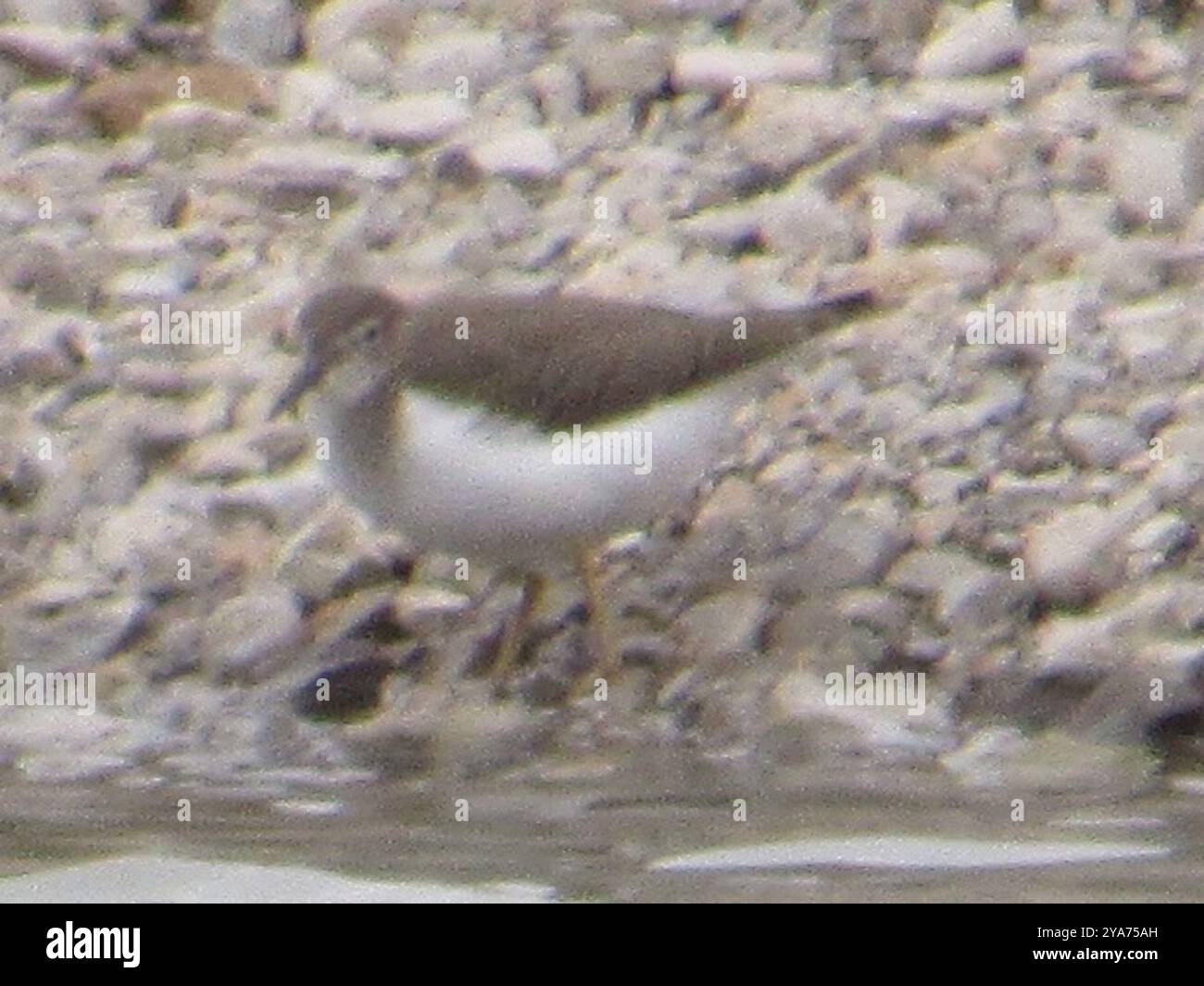 Spotted Sandpiper (Actitis macularius) Aves Stock Photo - Alamy