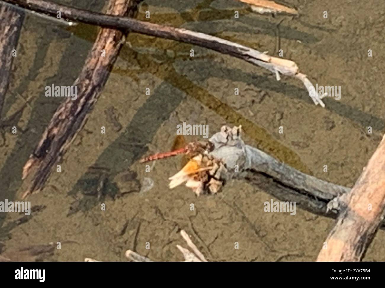 Band-winged Meadowhawk (Sympetrum semicinctum) Insecta Stock Photo - Alamy