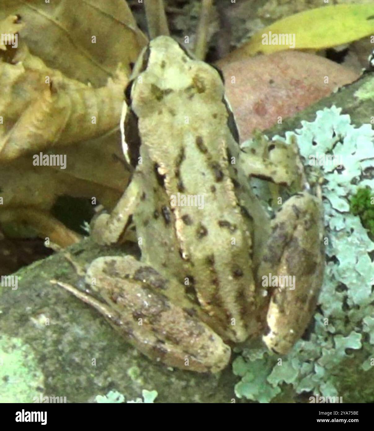 European Common Frog (Rana temporaria) Amphibia Stock Photo - Alamy