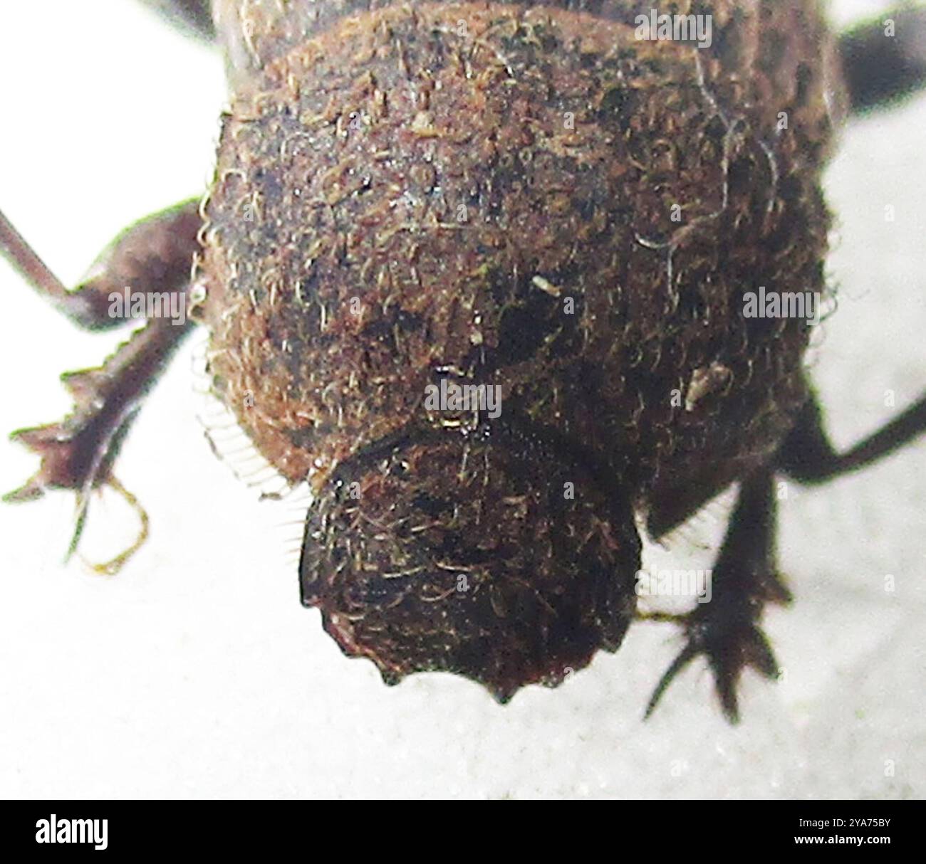 (Sisyphus sordidus) Insecta Stock Photo - Alamy