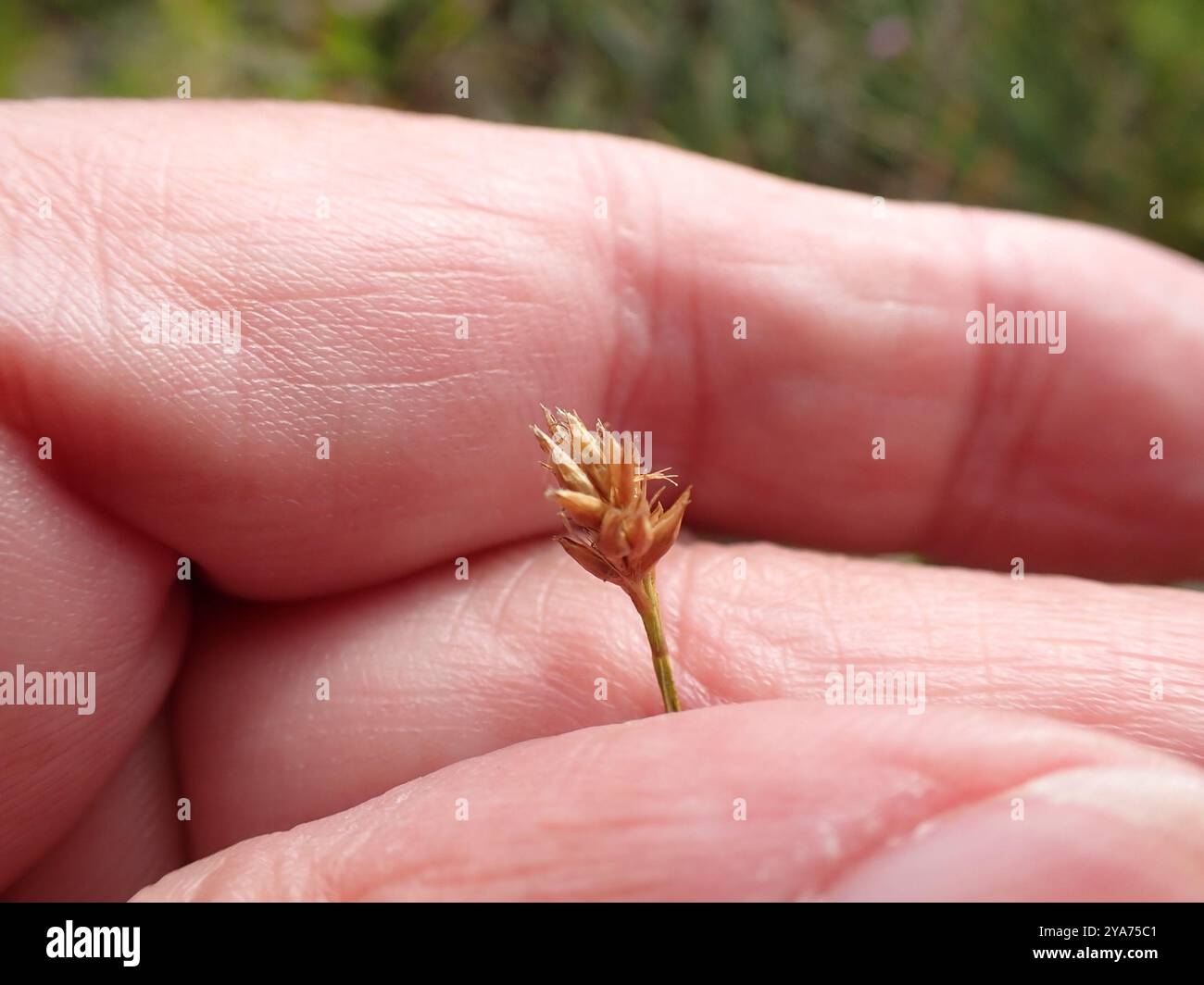 white beak-sedge (Rhynchospora alba) Plantae Stock Photo - Alamy
