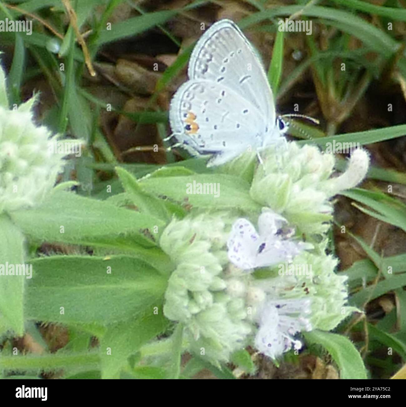 Eastern Tailed-Blue (Cupido comyntas) Insecta Stock Photo - Alamy