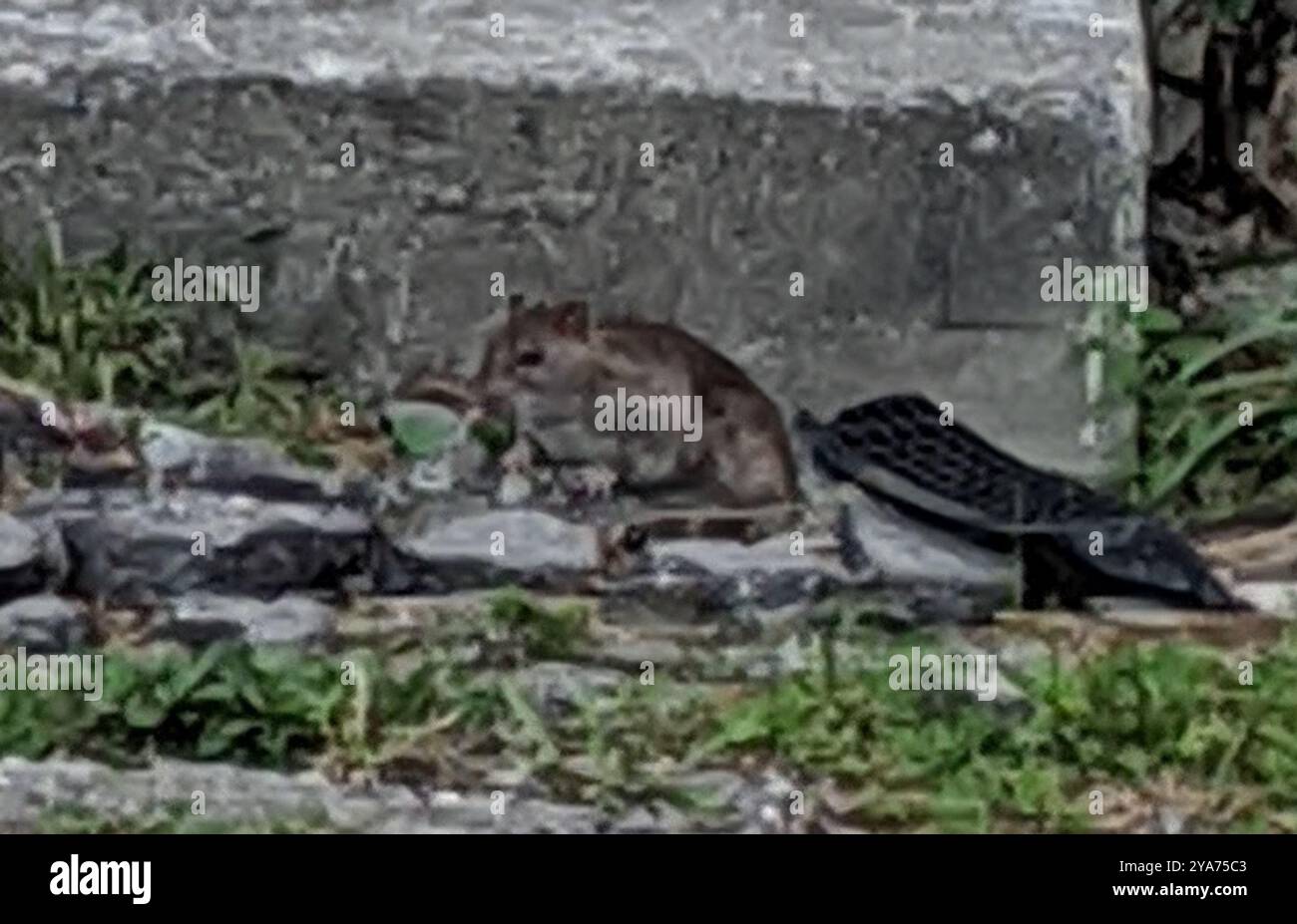 Brown Rat (Rattus norvegicus) Mammalia Stock Photo - Alamy