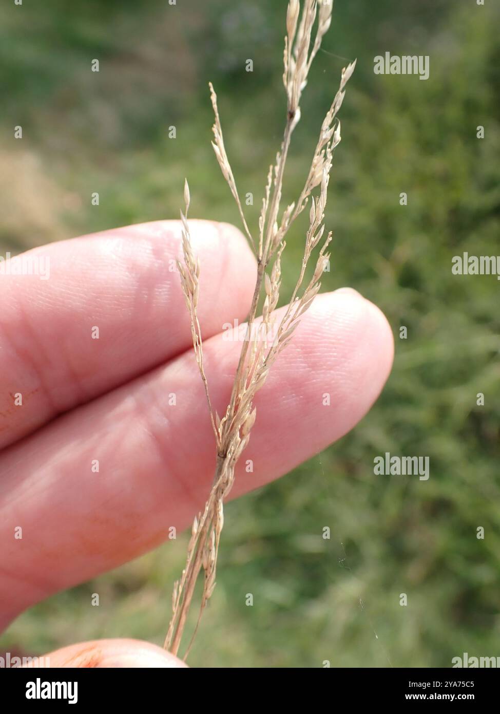 Salt Grass (Puccinellia) Plantae Stock Photo - Alamy