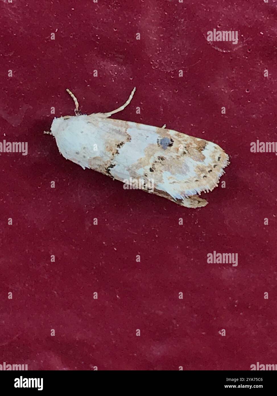 Third flower hi-res stock photography and images - Alamy