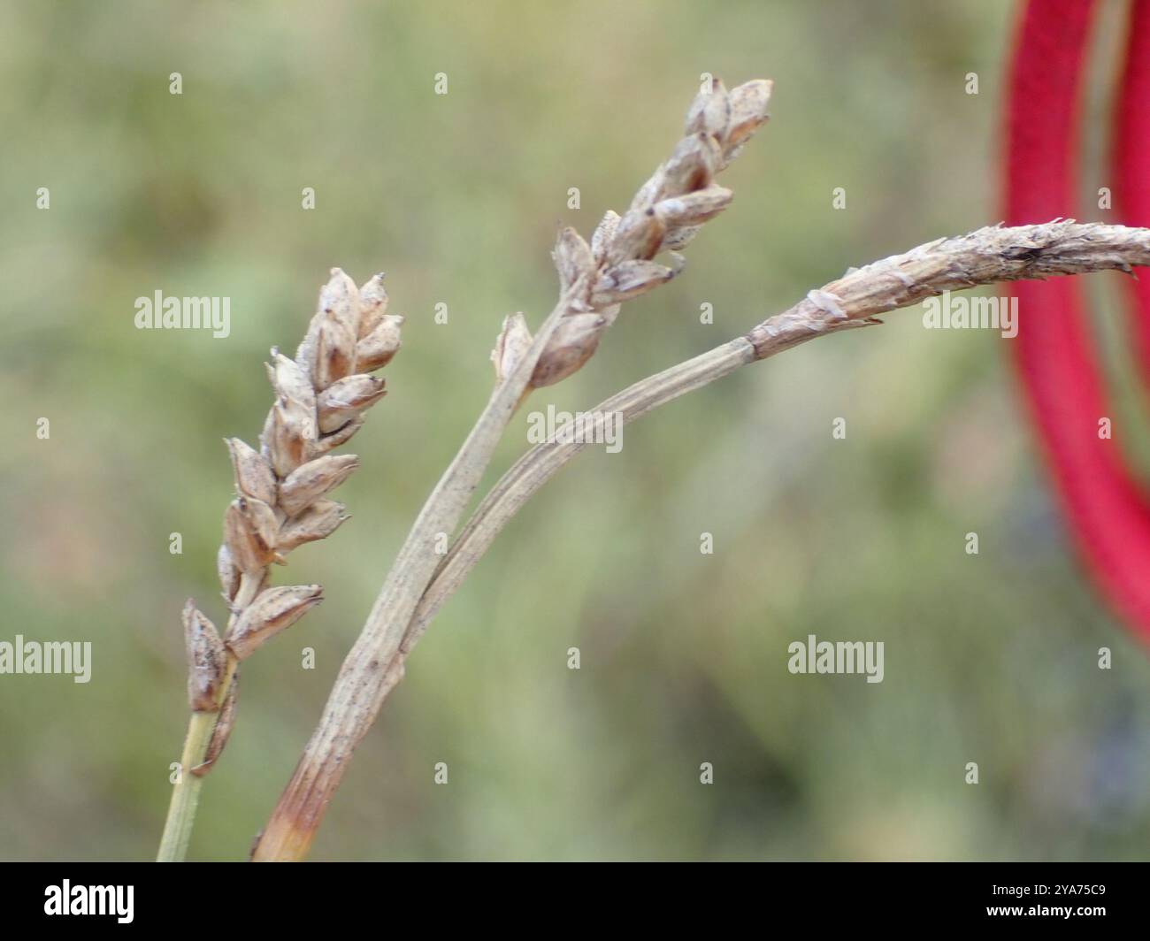 spring sedge (Carex caryophyllea) Plantae Stock Photo - Alamy