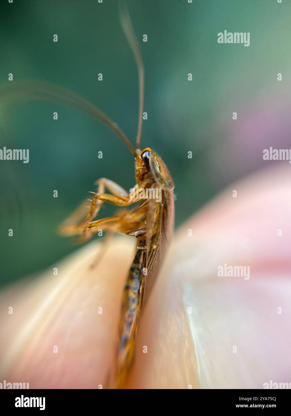 Amber Wood Cockroach (Ectobius vittiventris) Insecta Stock Photo - Alamy