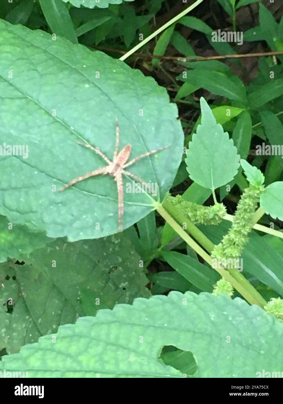 American Nursery Web Spider (Pisaurina mira) Arachnida Stock Photo - Alamy