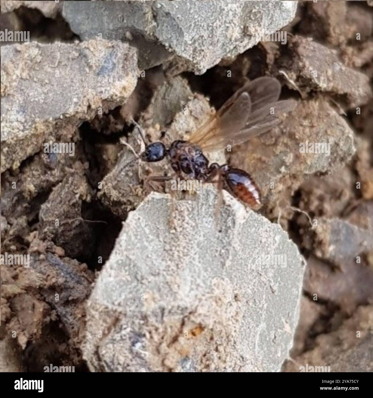 European fire ant (Myrmica rubra) Insecta Stock Photo - Alamy
