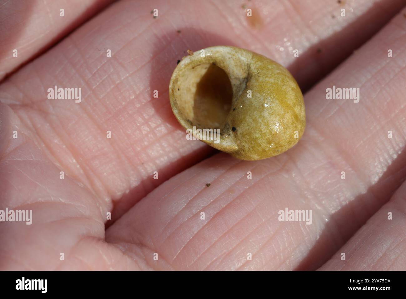 Flat Periwinkle (Littorina obtusata) Mollusca Stock Photo - Alamy