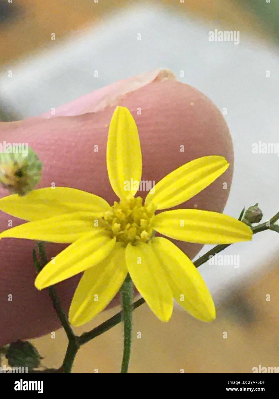 Slender Scratch Daisy (Croptilon divaricatum) Plantae Stock Photo - Alamy