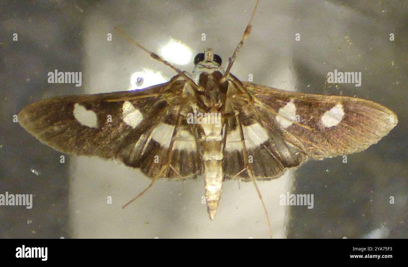 Grape Leafroller Moth (Desmia maculalis) Insecta Stock Photo - Alamy