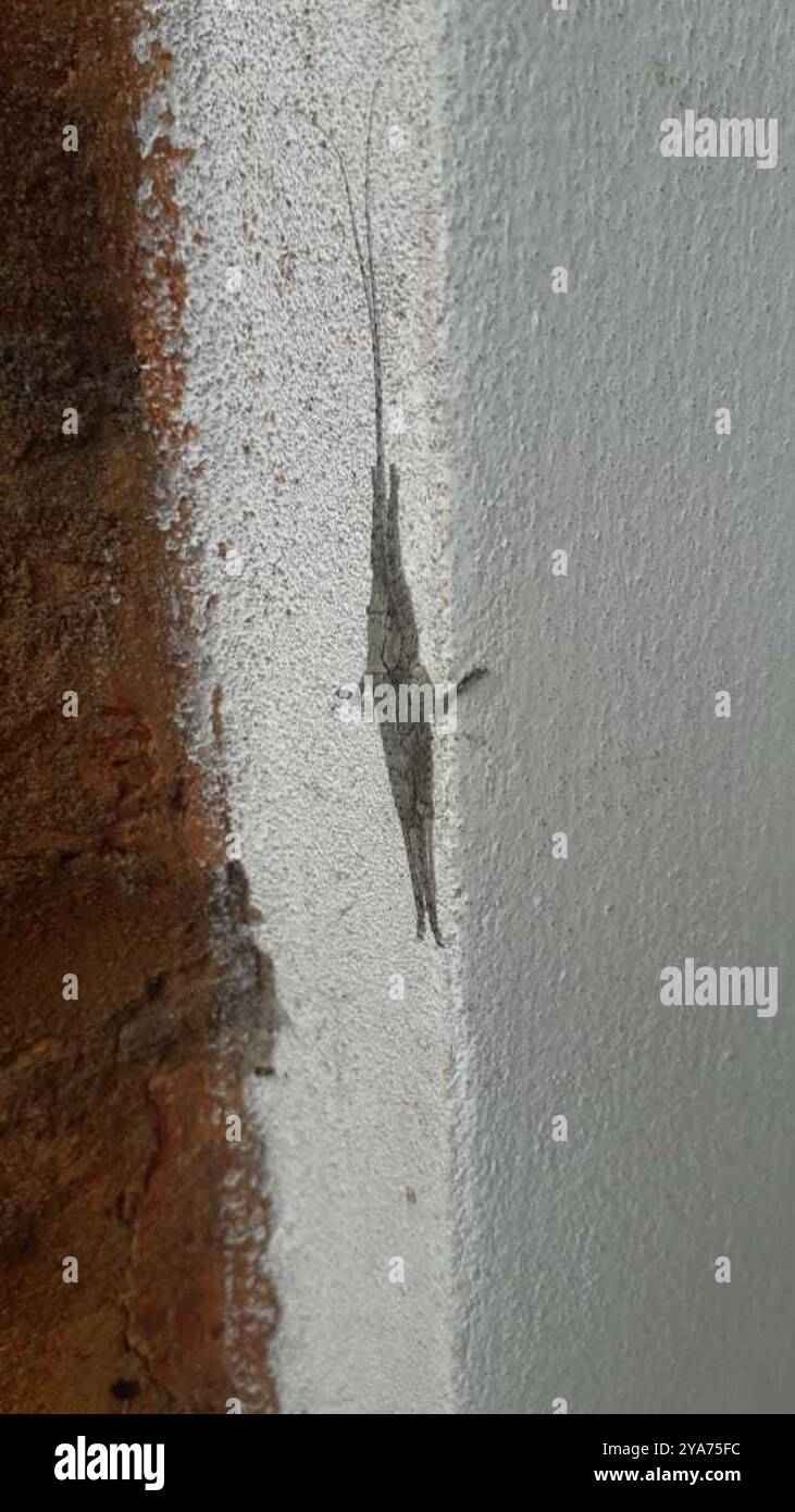 (Dasyscelus normalis) Insecta Stock Photo - Alamy