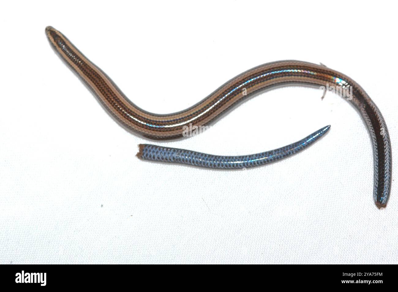 Dwarf burrowing skink hi-res stock photography and images - Alamy