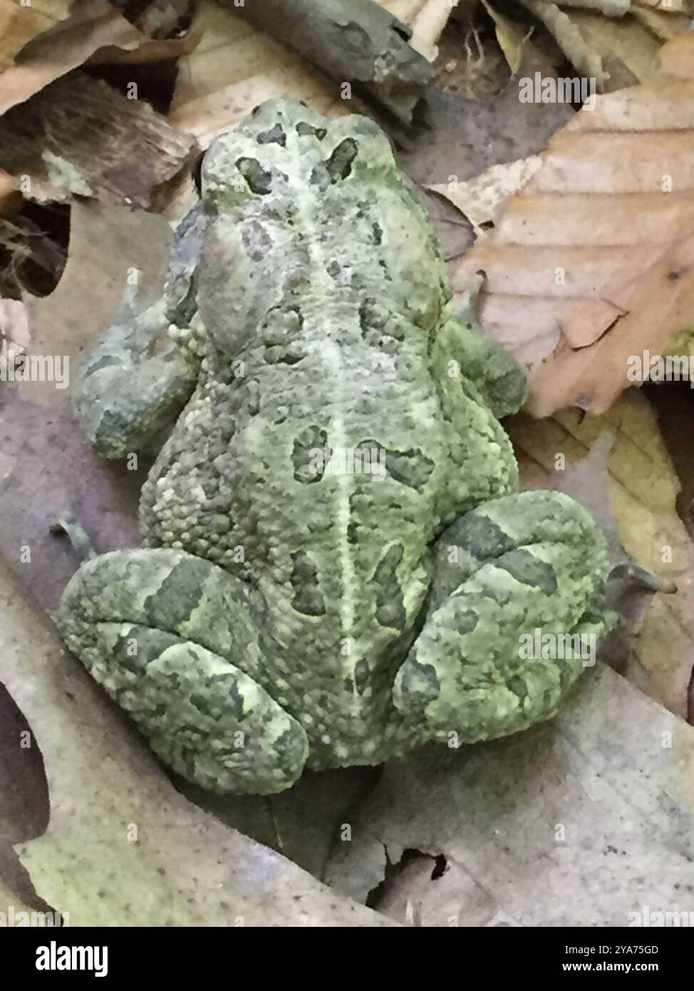 Fowler's Toad (Anaxyrus fowleri) Amphibia Stock Photo - Alamy