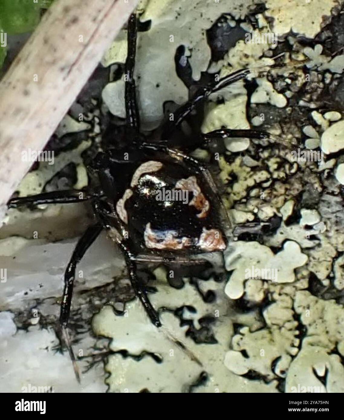 Ant-eating Spiders (Euryopis) Arachnida Stock Photo - Alamy
