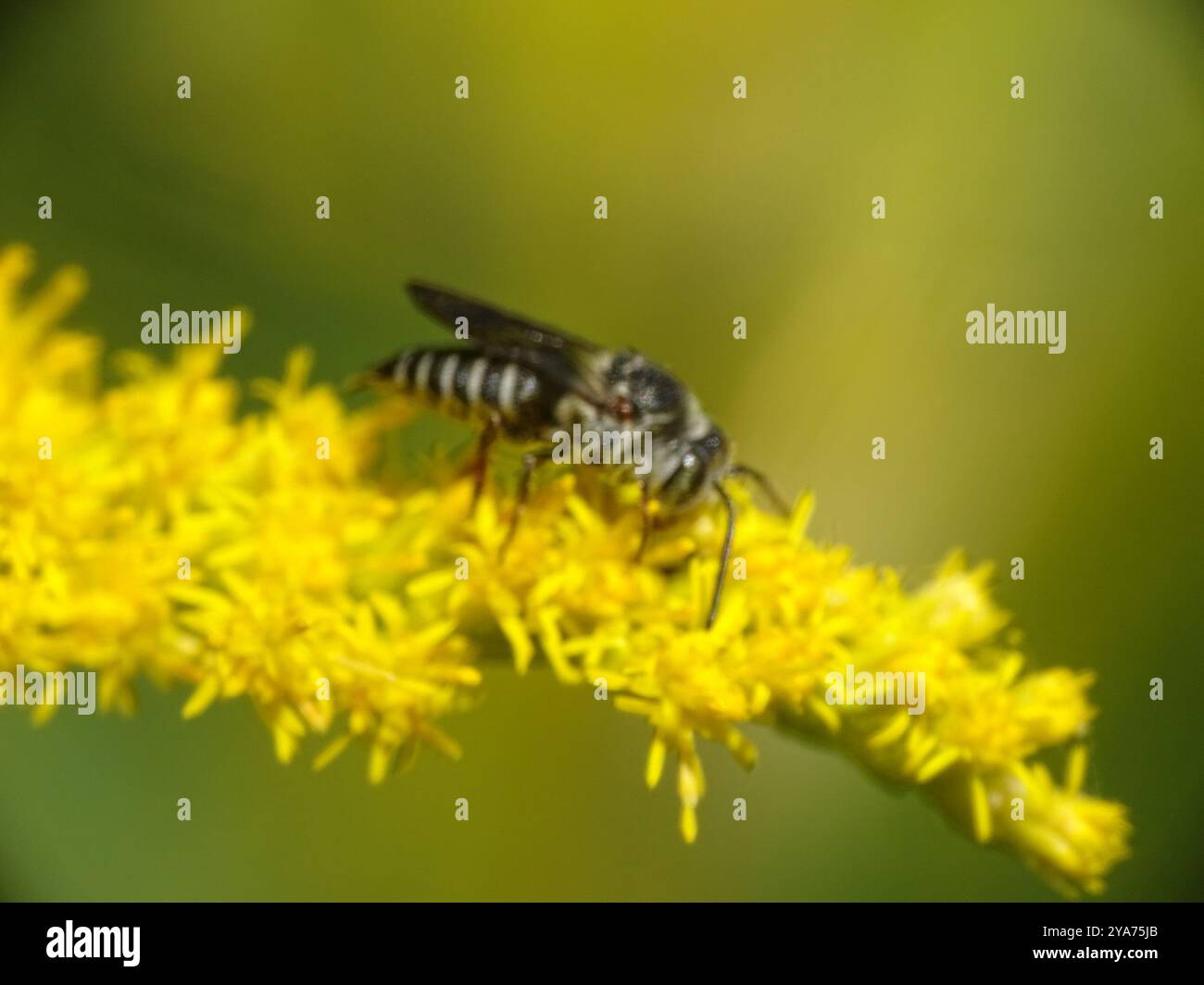 Sharptail Bees (Coelioxys) Insecta Stock Photo - Alamy
