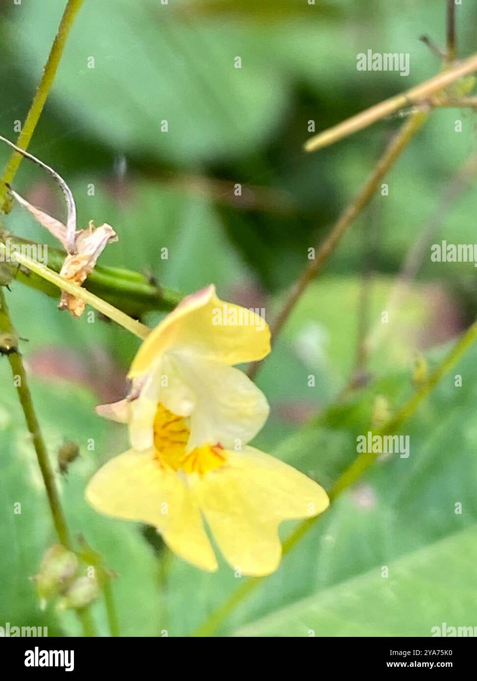 small balsam (Impatiens parviflora) Plantae Stock Photo - Alamy