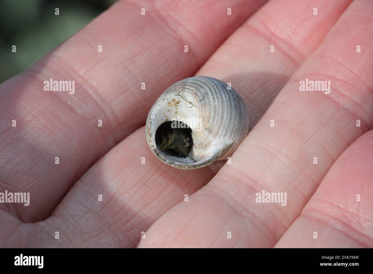 Common Periwinkle (Littorina littorea) Mollusca Stock Photo - Alamy