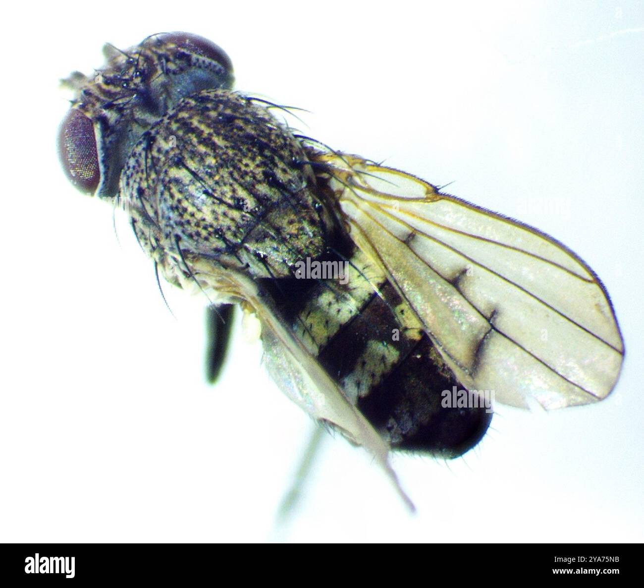 (Paralimna punctipennis) Insecta Stock Photo - Alamy