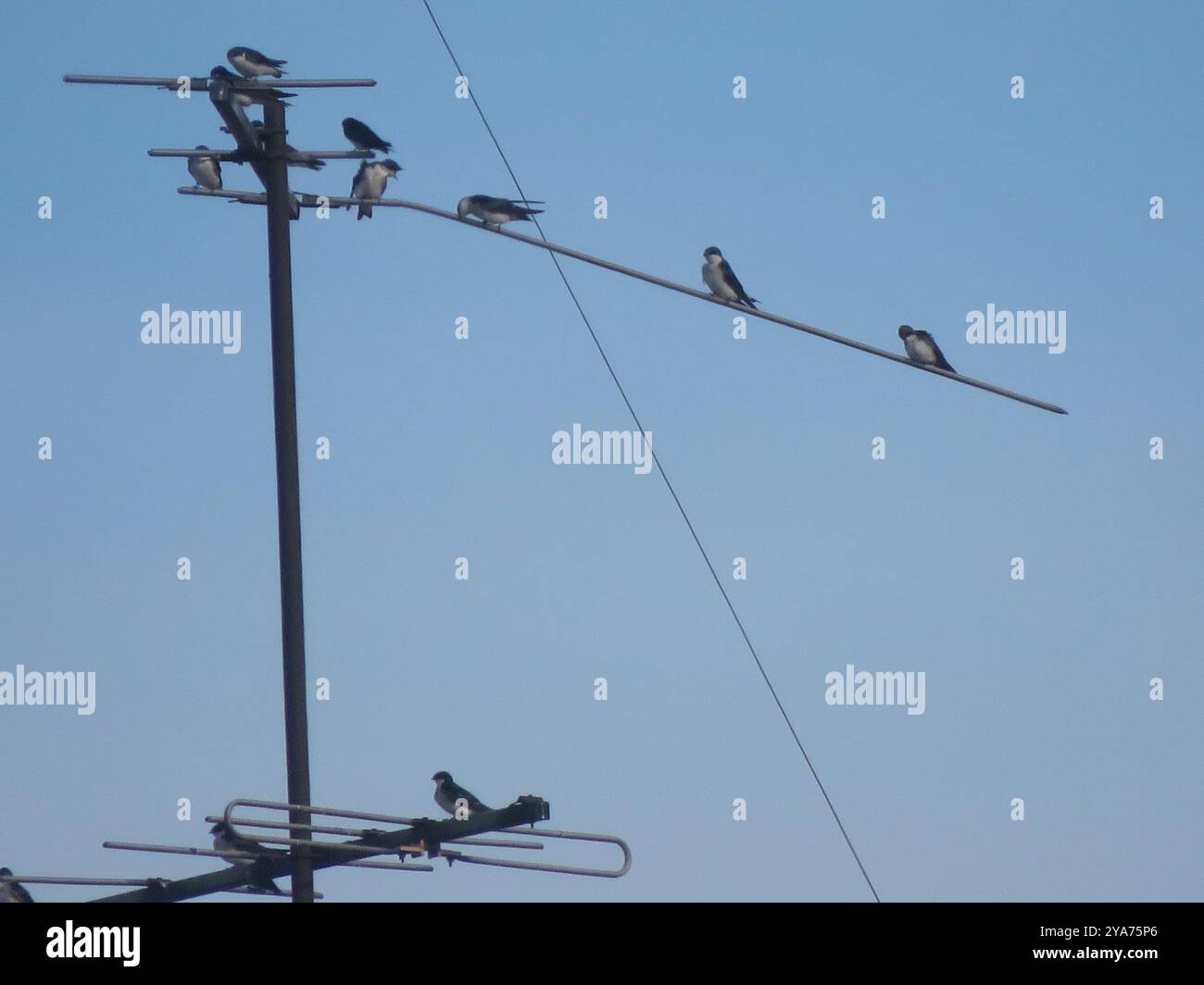 Leucorrhoa hi-res stock photography and images - Alamy