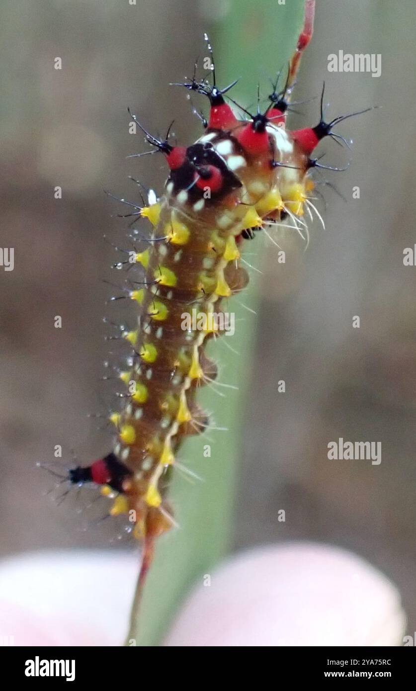 Helena Gum Moth (Opodiphthera helena) Insecta Stock Photo - Alamy