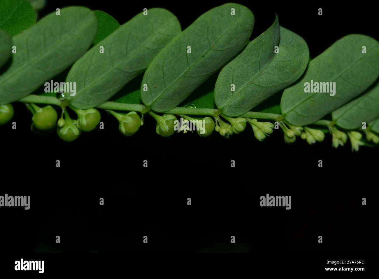 Gale of the Wind (Phyllanthus amarus) Plantae Stock Photo - Alamy
