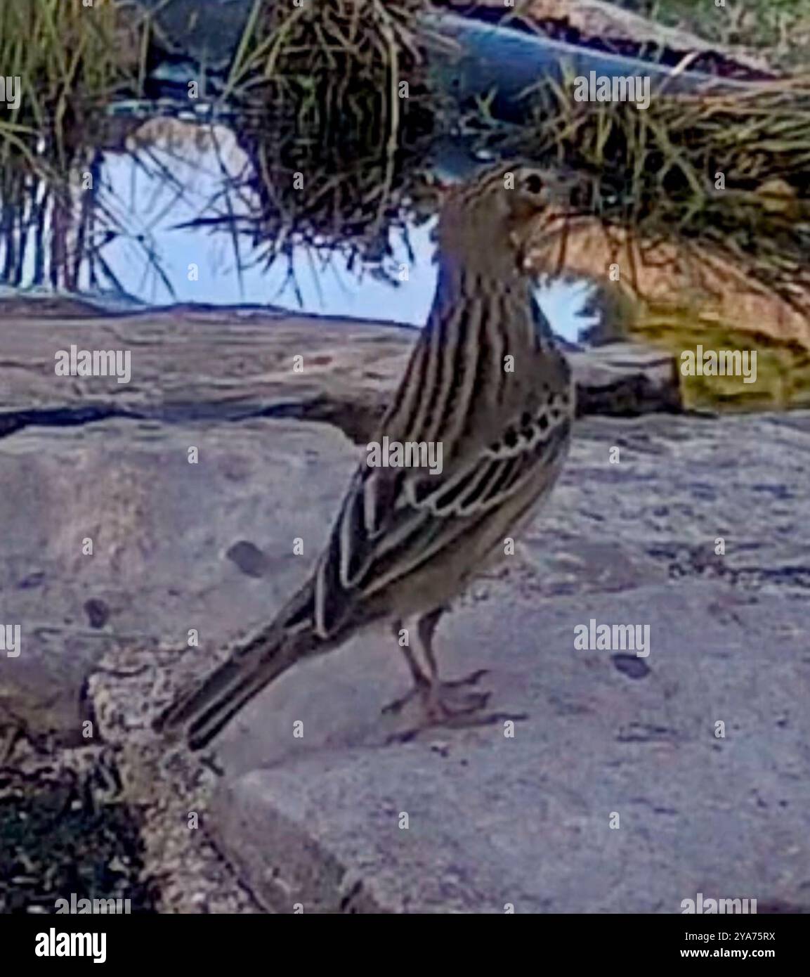 Tree Pipit (Anthus trivialis) Aves Stock Photo - Alamy
