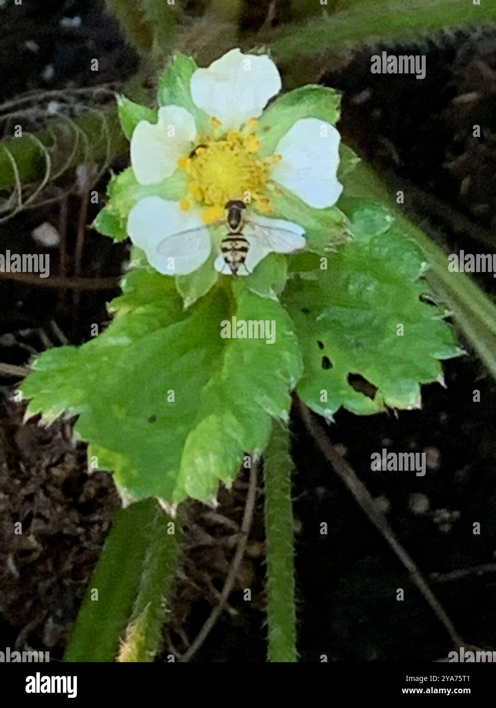 Eastern Calligrapher (Toxomerus geminatus) Insecta Stock Photo - Alamy