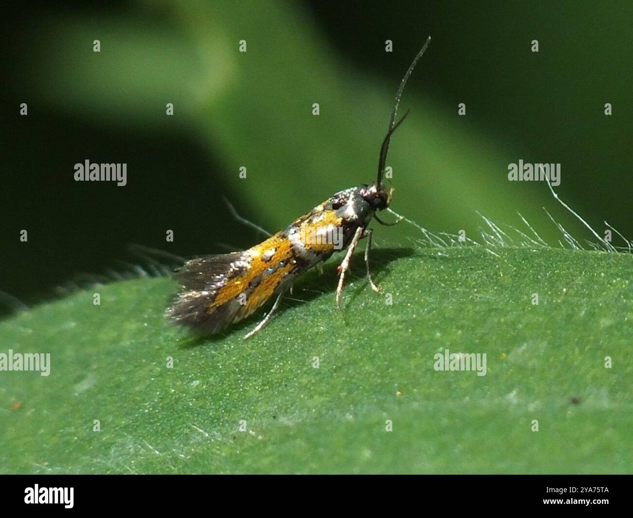 Spinach moth (Chrysoesthia drurella) Insecta Stock Photo - Alamy