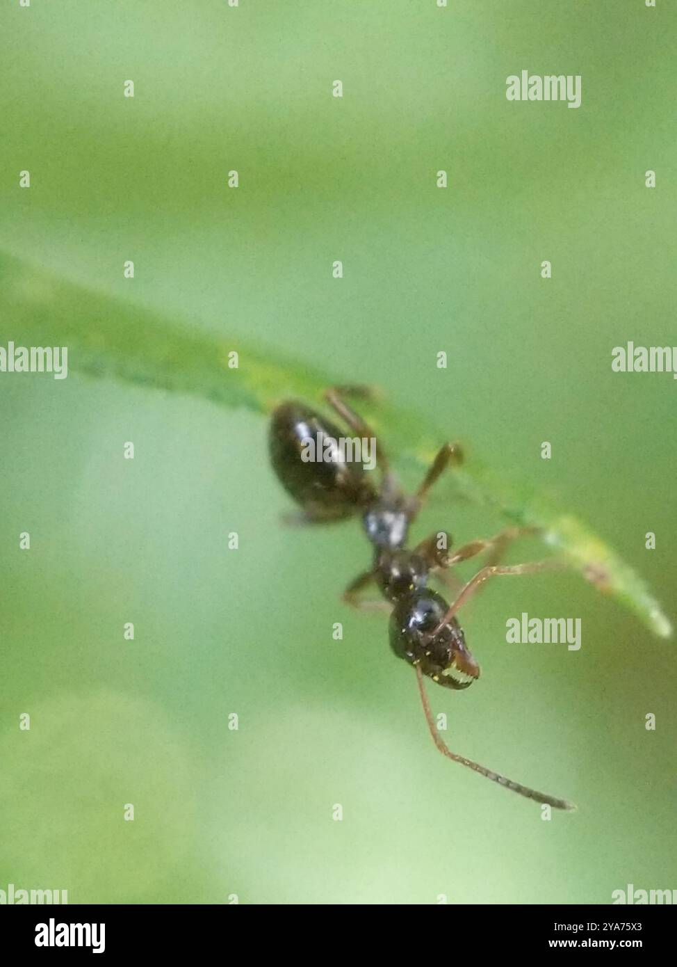 Neogagates-group Field Ants (Formica neogagates) Insecta Stock Photo ...